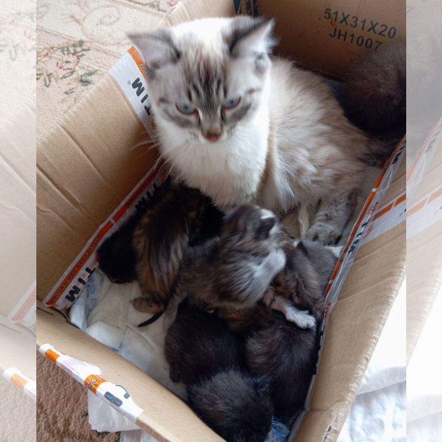 Маленькие котята ищут свой дом