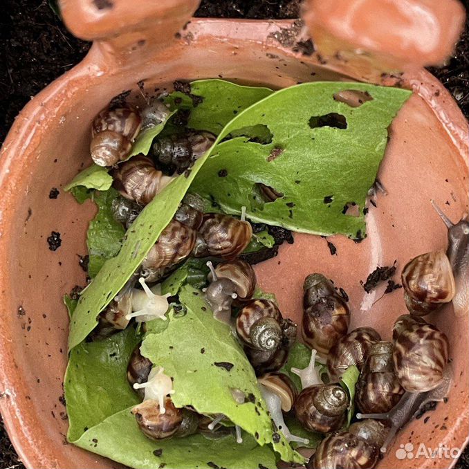 Улитки ахатины альбиносы