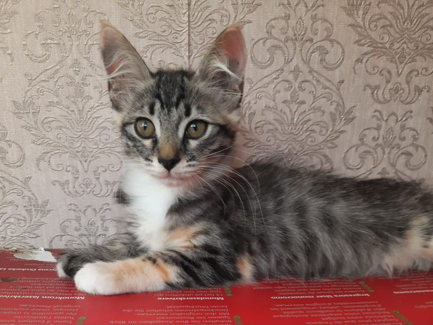 Котенок в самые добрые руки