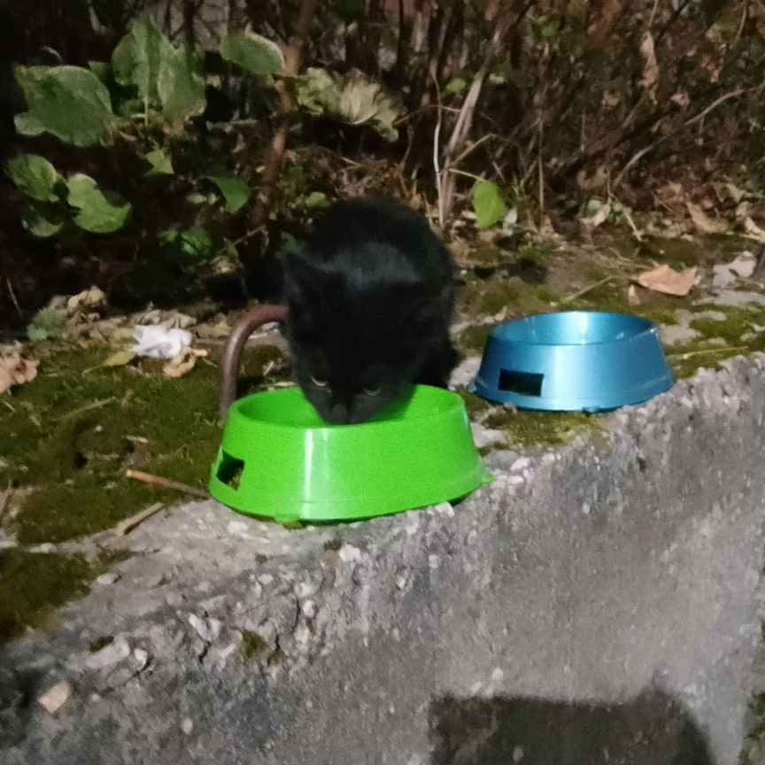 Нашли возле дома маленького котёнка