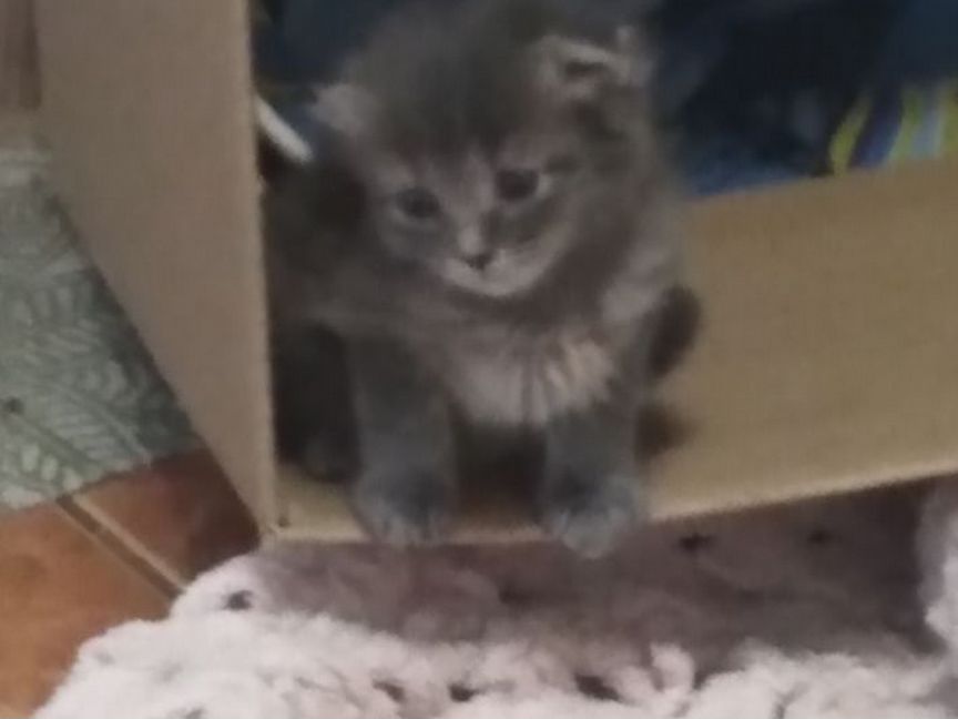 Котята