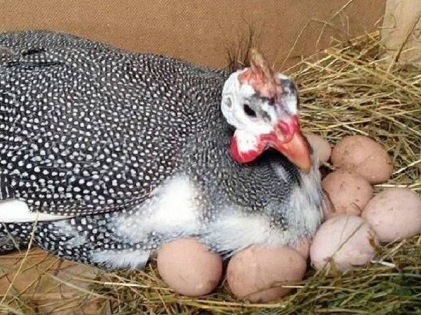 Инкубационное яйцо цесарки