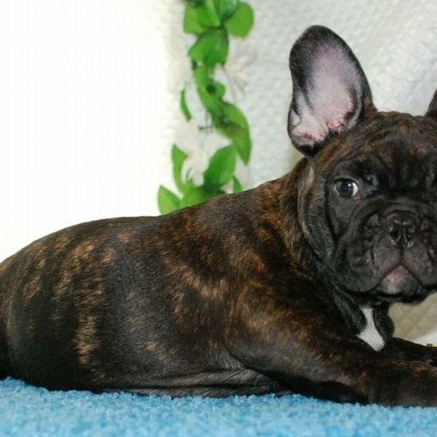 Франзуский бульдог