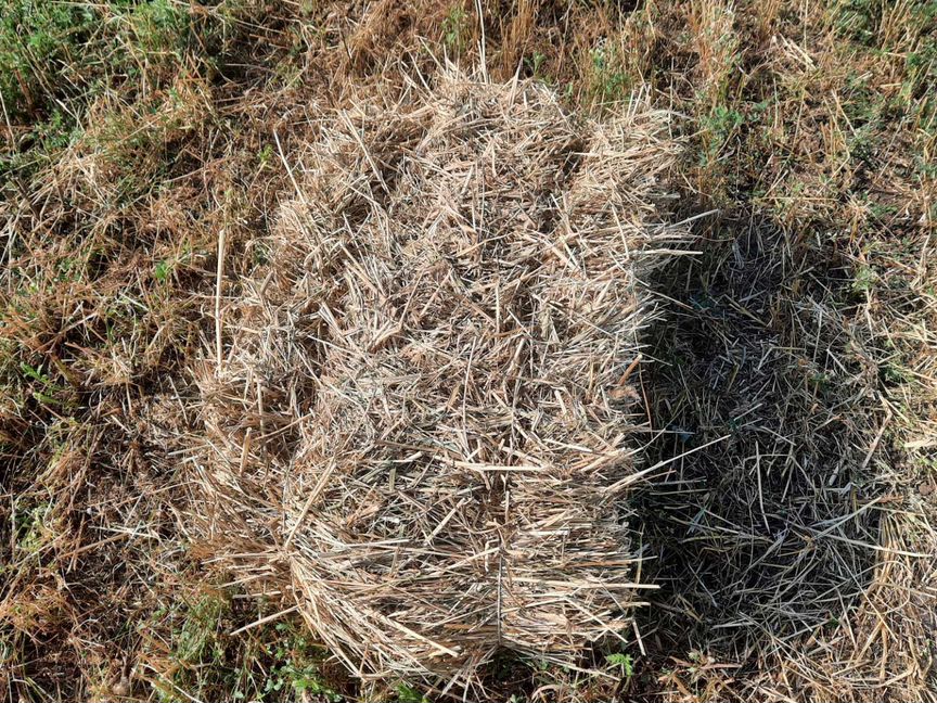 Сено солома