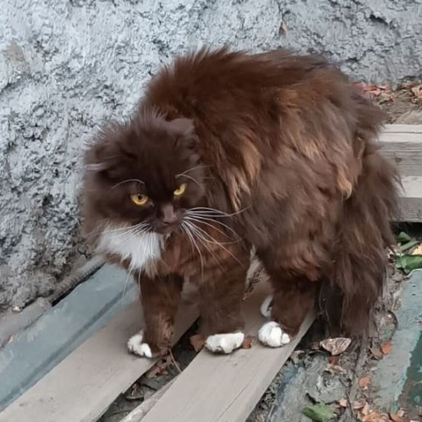 Котёнок в добрые руки