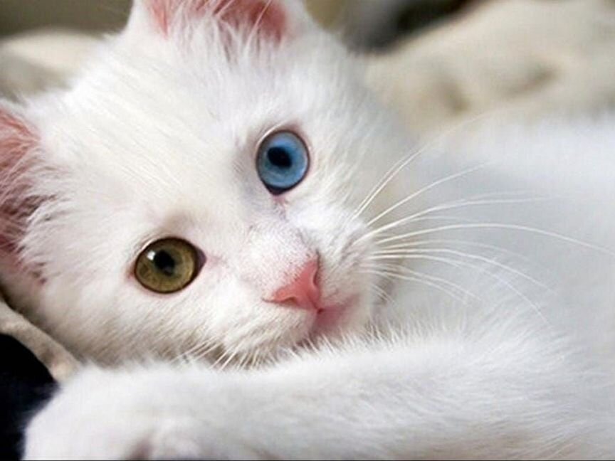 Котята као мани редкая порода