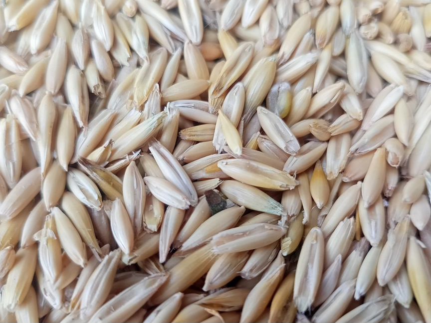 Продам овес ячмень