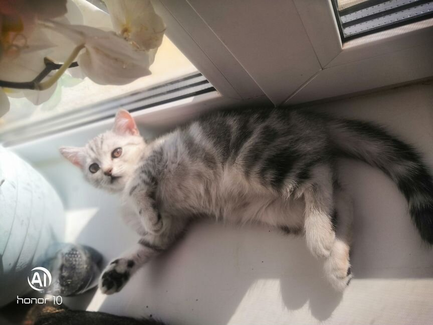 Кошки