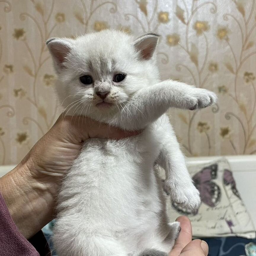 Шотландские котята