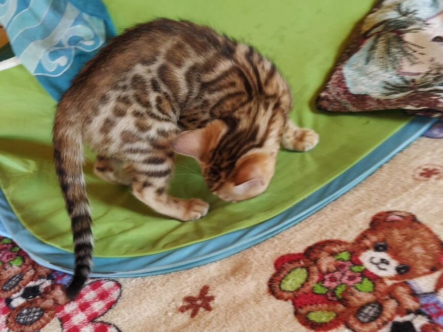 Бенгальские котята