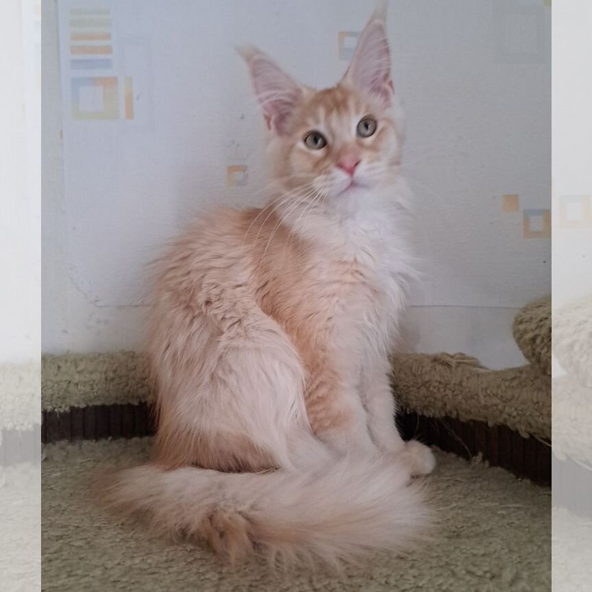 Мейн-кун котёнок