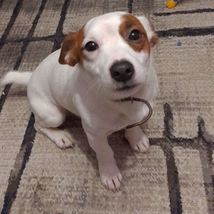 Джек рассел терьер