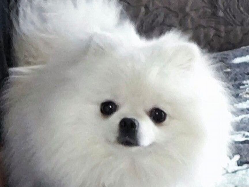 Мини шпиц девочка