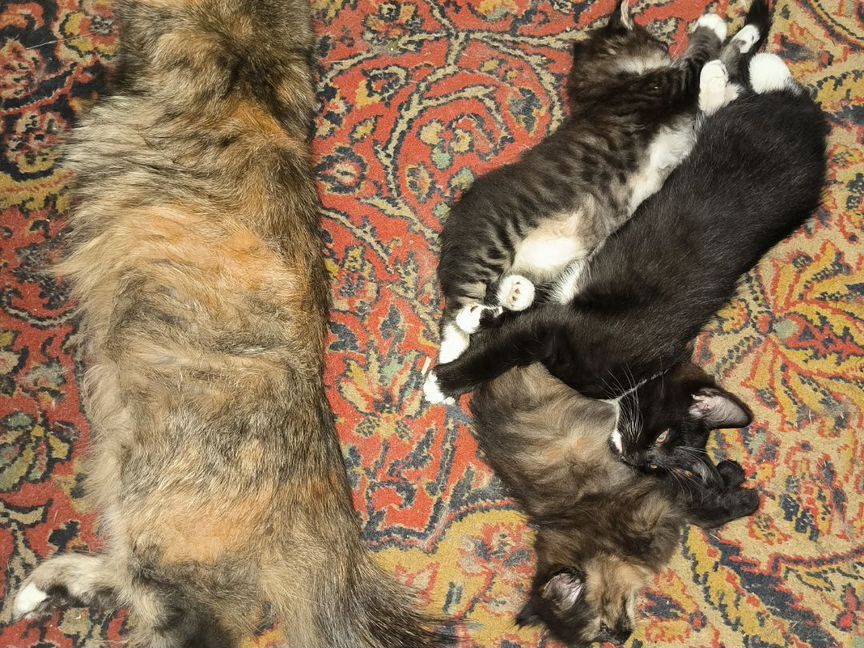 Котята отдам бесплатно