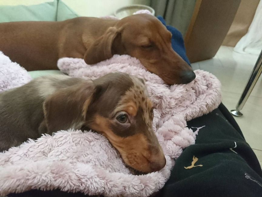 Такса Вишня, миниатюрная девочка