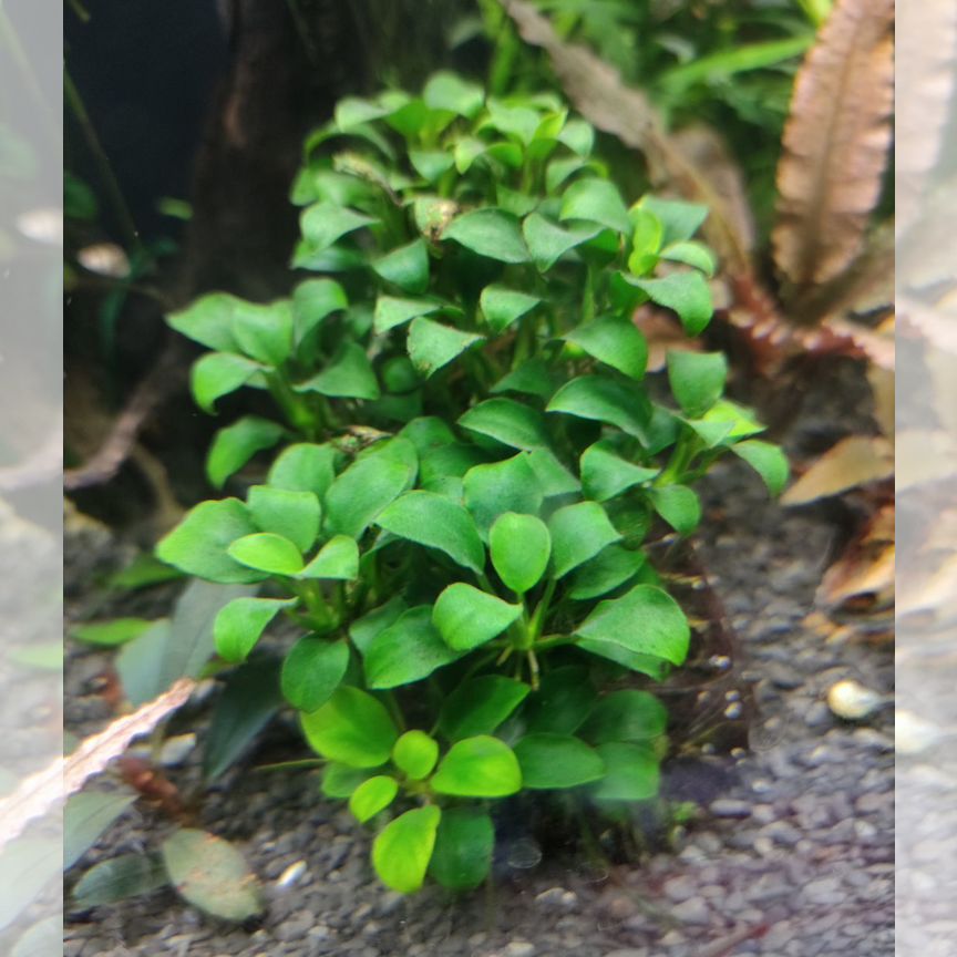 Анубиас нана петит