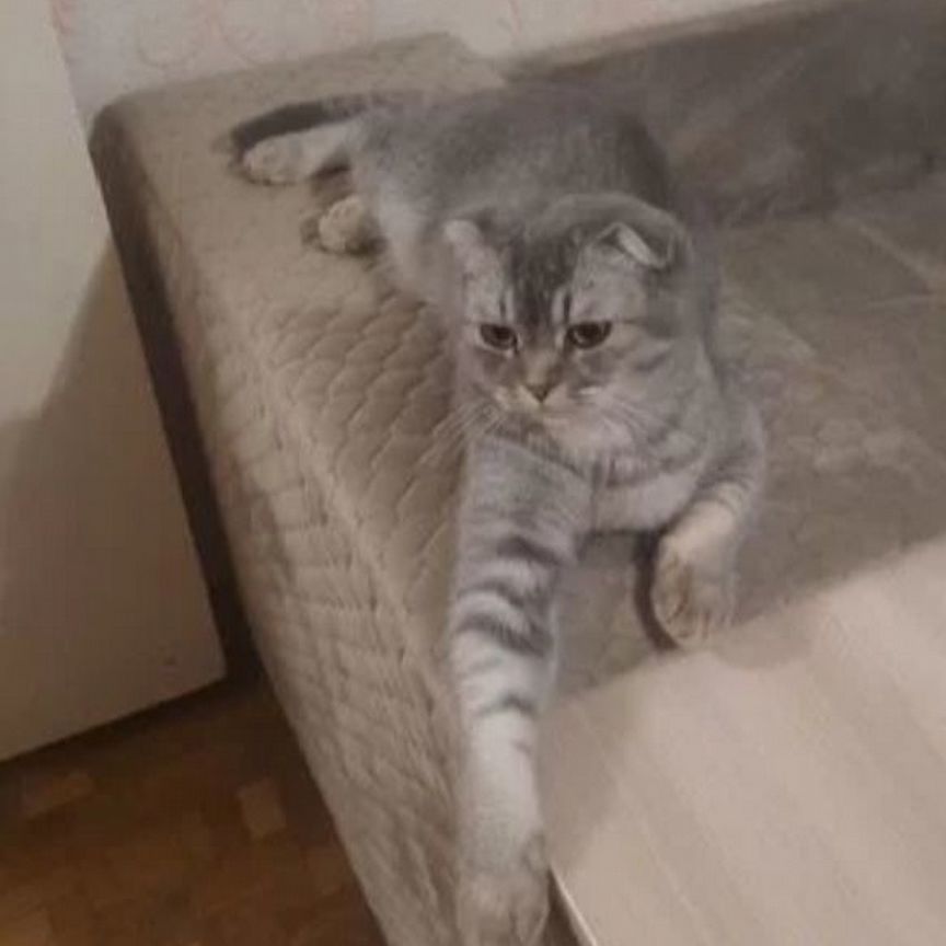 Шотландская вислоухая кошка бесплатно