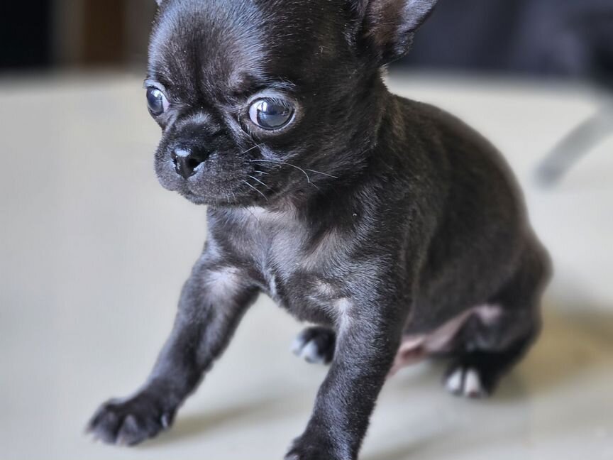 Щенки чихуахуа