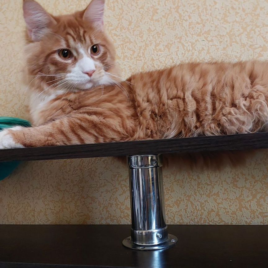 Взрослый кот