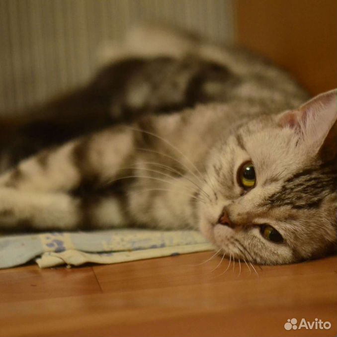 Чистокровные британские котята вискас