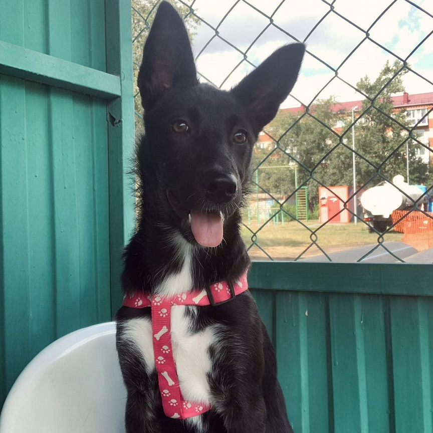 Щенок в добрые руки бесплатно