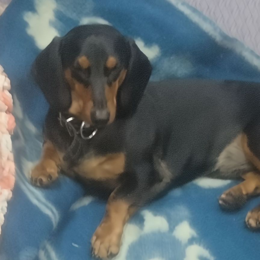 Кроличья такса, взрослый пёс