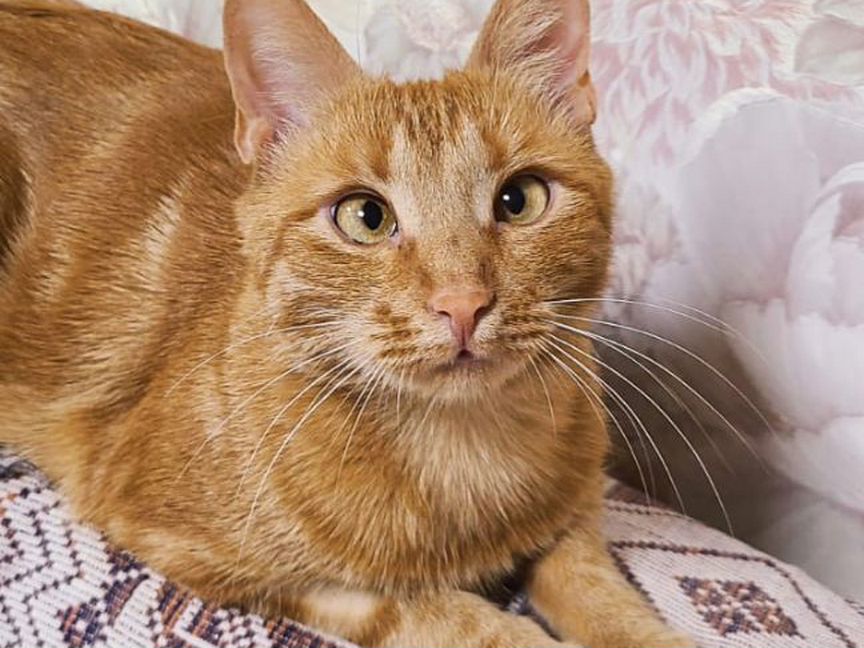 Молоденькая рыжая кошка