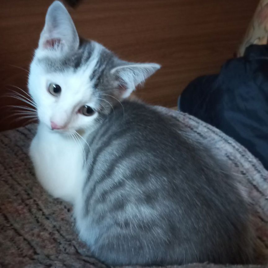 Котёнок в добрые руки