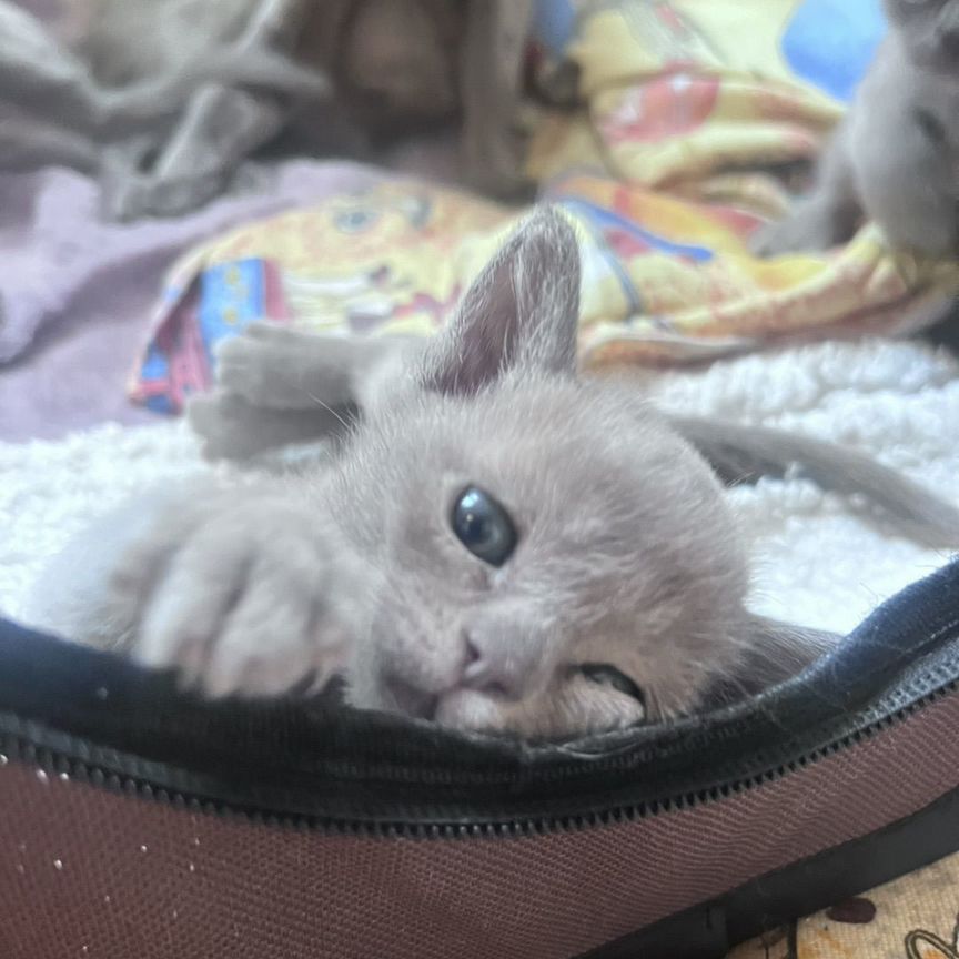 Котята Европейской Бурмы