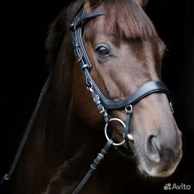 Англо-буденовский жеребец, 8 лет, торг