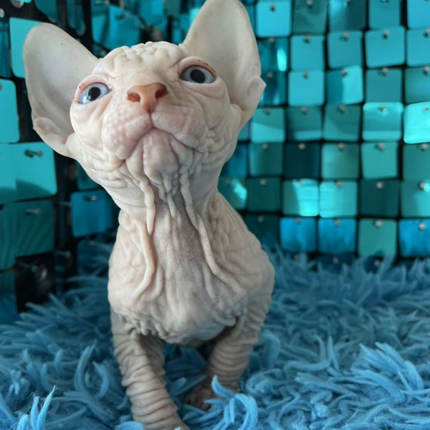 Сфинкс деаочка