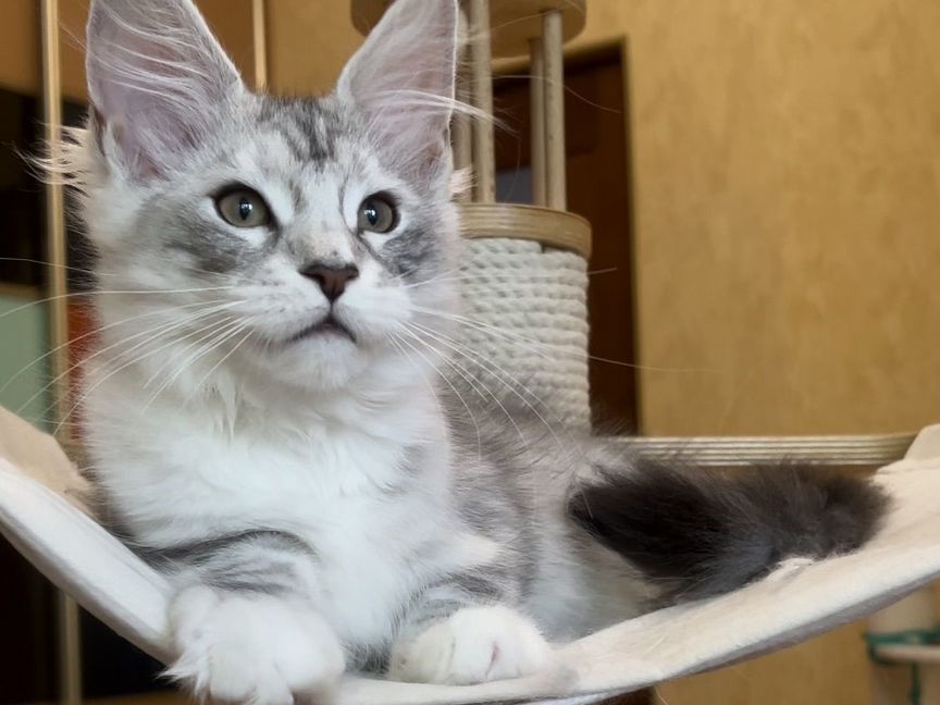 Котята мейн-кун