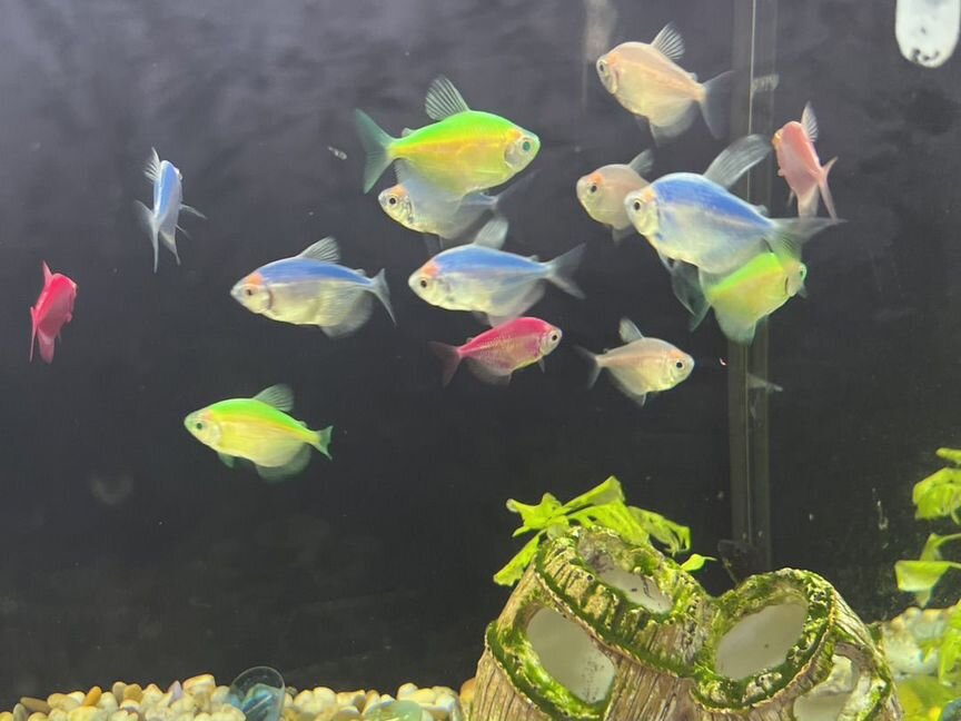 Аквариумные рыбки