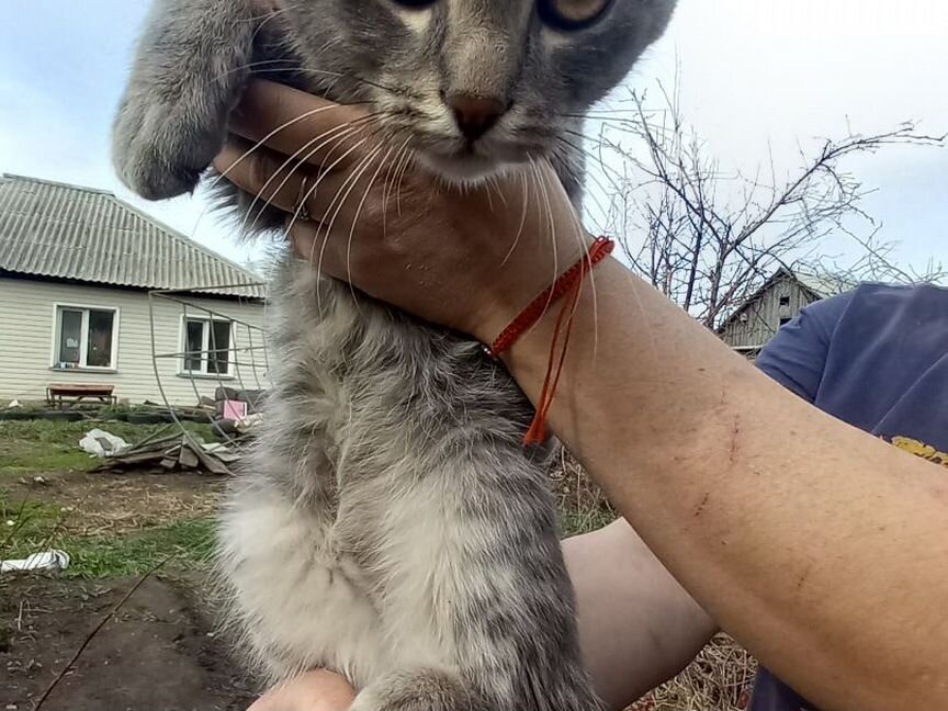 Котик в добрые руки