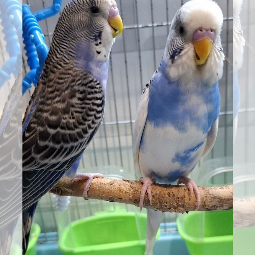 Попугаи самцы. 4 месяца