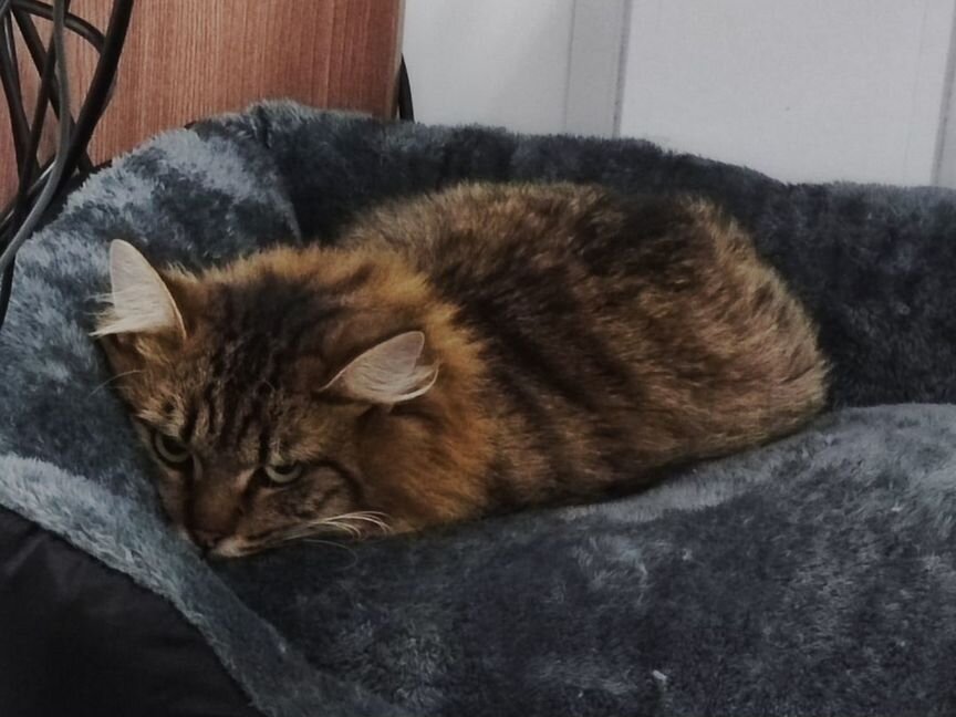 Кот в добрые руки