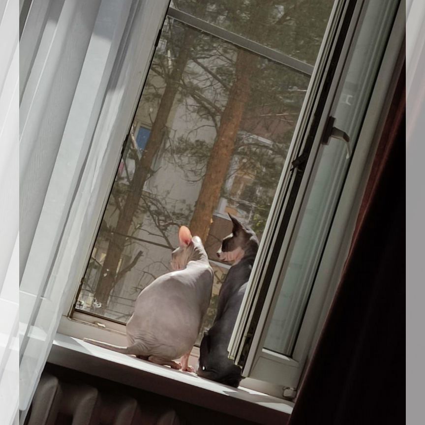 Кошка Донской сфинкс