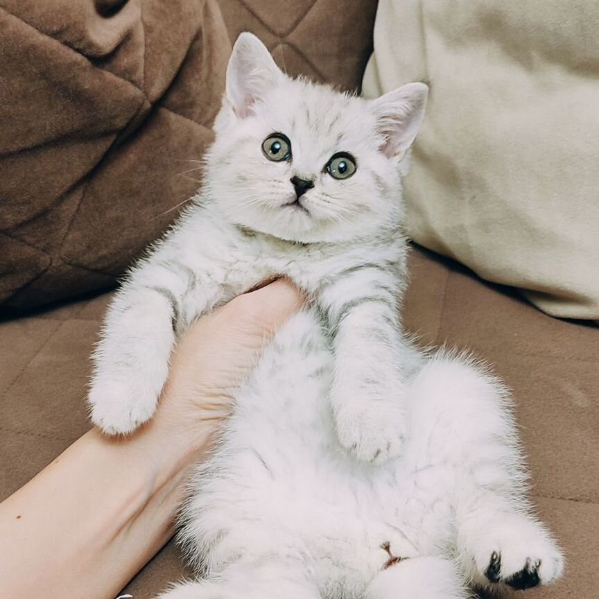 Шотландская девочка