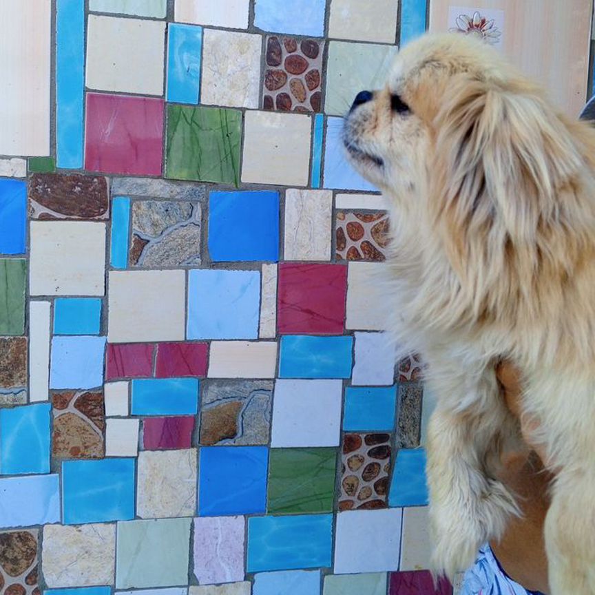 Щенки пекинес