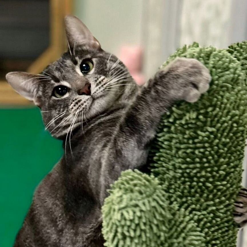 Грей в добрые руки