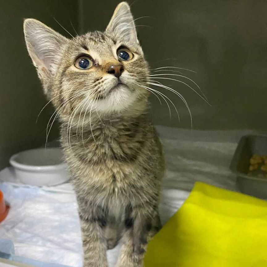 Котёнок в добрые руки, вакцинирован