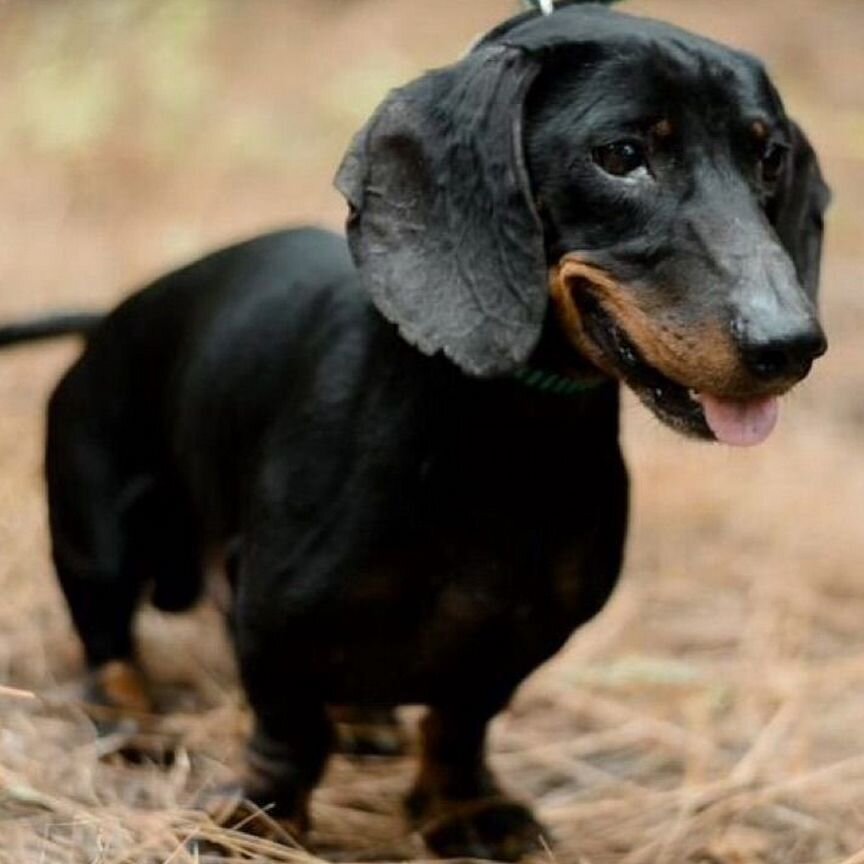 Такса, взрослый пёс