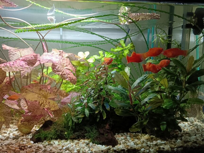 Петиция красная