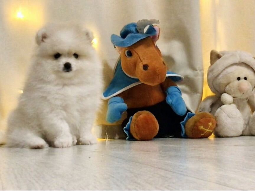 Шпиц медвежонок