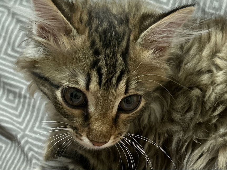 Отдам в хорошие руки котенка