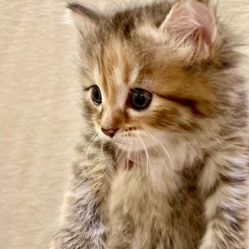 Сибирский котенок-лисенок