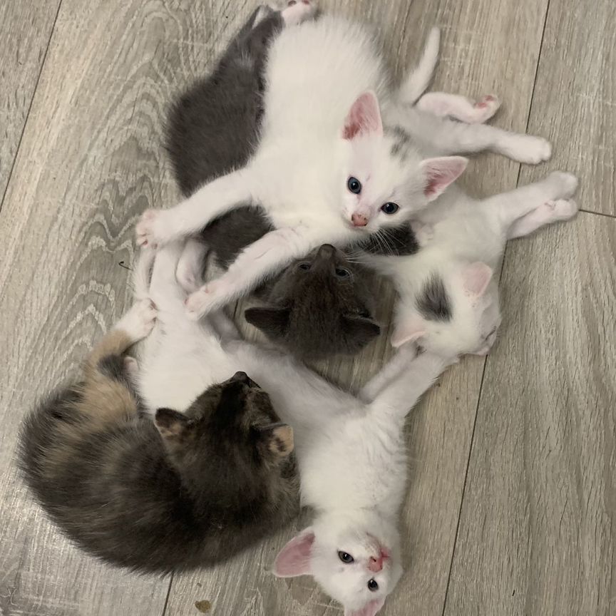 Котята в добрые руки возраст 1 месяц