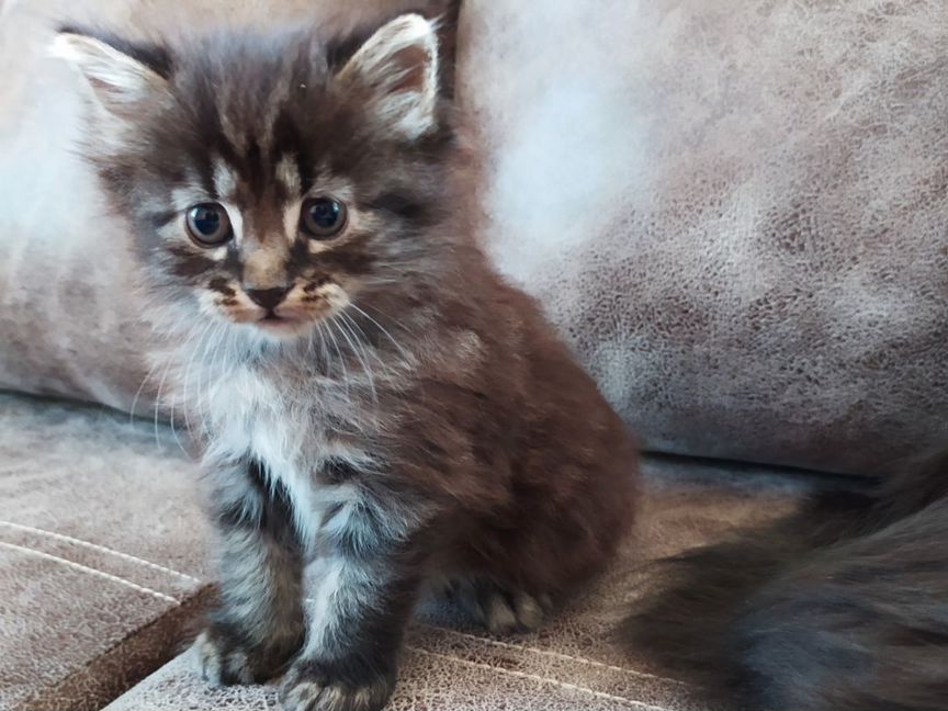 Курильский бобтейл котята