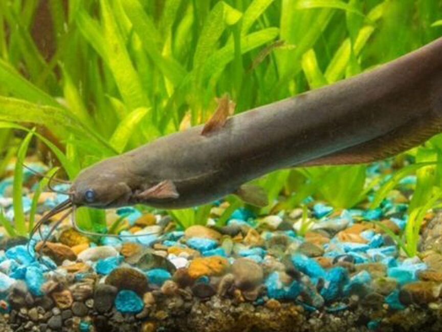 Мешкожаберный сом