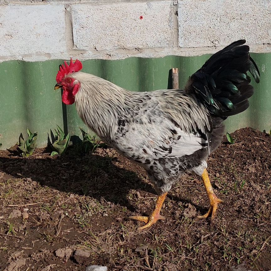 Петух молодой